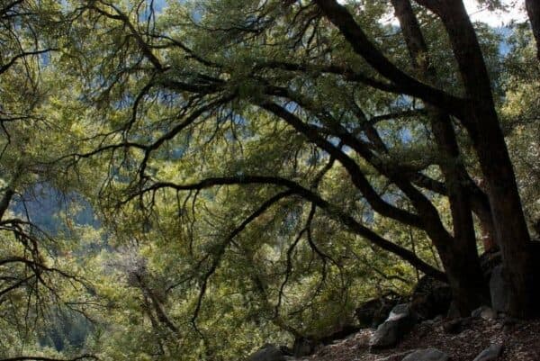 9 Evergreen Trees to Grow in California (Northern/Southern)