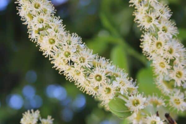 30 Best Flowering Trees in California (Purple, Pink & More)