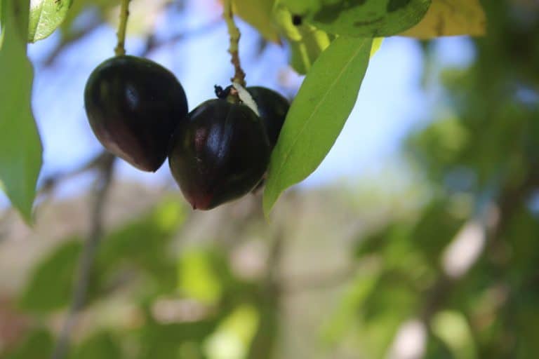 10 Native California Trees to Grow in Southern & Northern CA