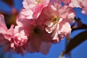 10 Fruit Trees to Grow in Arkansas (Including Native)