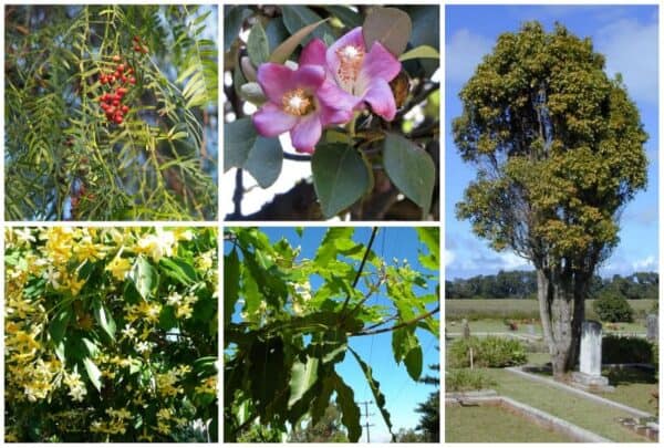 7 Beautiful Evergreen Trees in Wisconsin (Green Year Round)