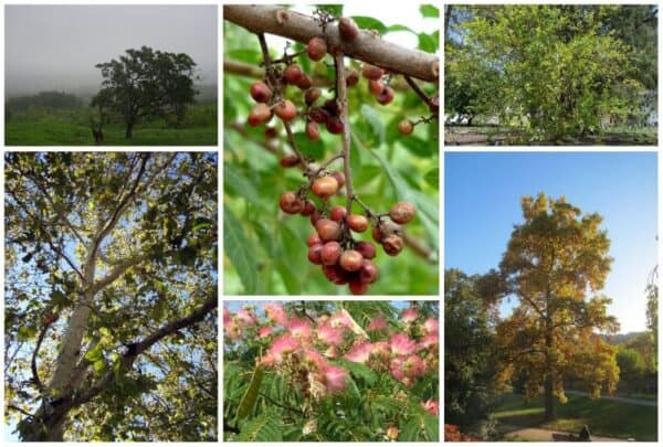7 Fast-Growing Shade Trees for USDA Zone 7 (Small & Large)