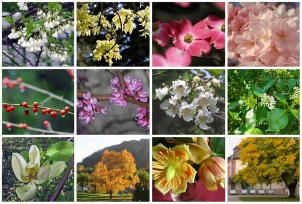 16 Stunning Yellow Flowering Trees to Brighten Up Your Garden