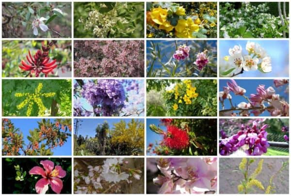 21 Must-Have Spectacular Orange Flowering Trees That Impress