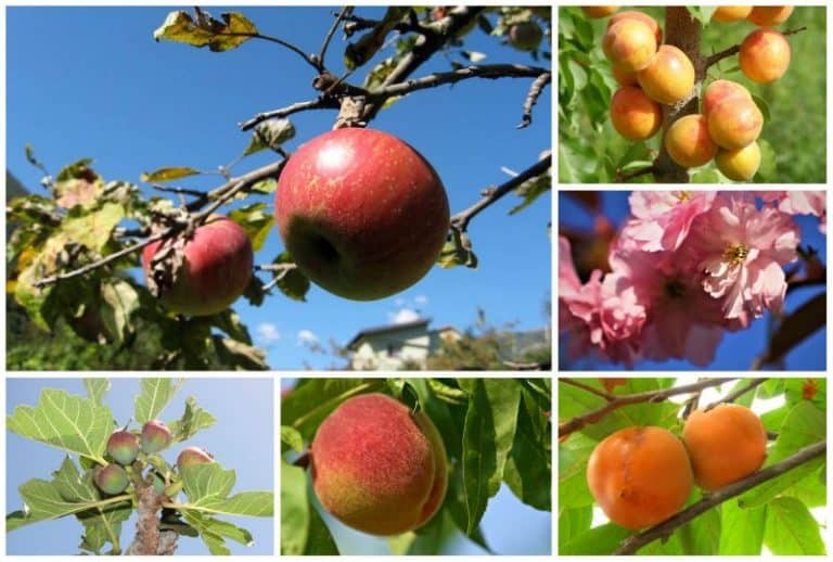 8 Top Trees Native to Arkansas to Consider Planting Today