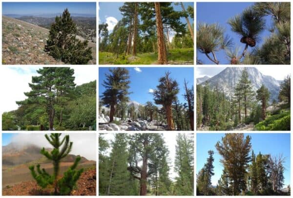 15 Types of Pine Trees in California (Southern & Northern)