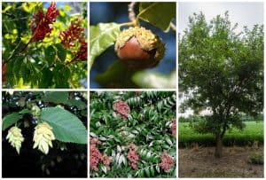 20 Common Types of Washington State Native Trees