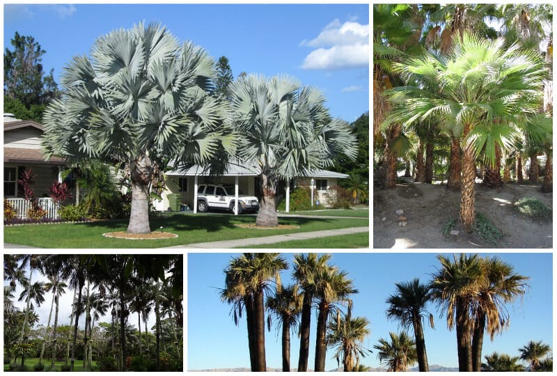 9 Types Of Palm Trees In California Including Native Palm 