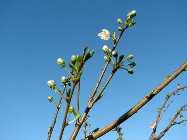 10 Best Dwarf Fruit Trees to Grow in California