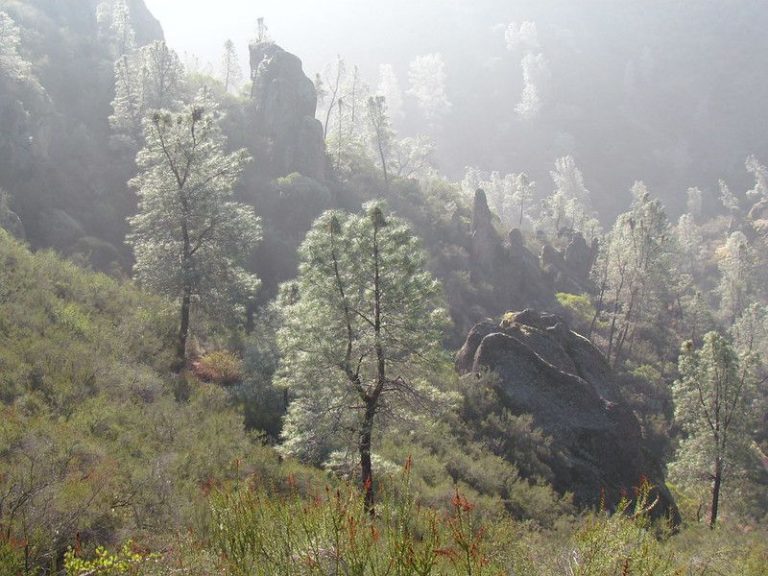 15 Types of Pine Trees in California (Southern & Northern)