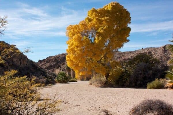 10 Native California Trees to Grow in Southern & Northern CA