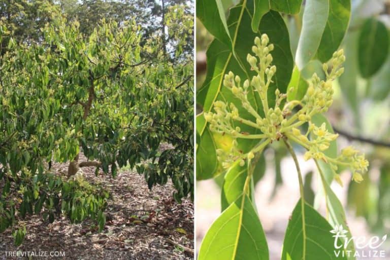 10 Best Fruit Trees for Southern California Backyard Growers