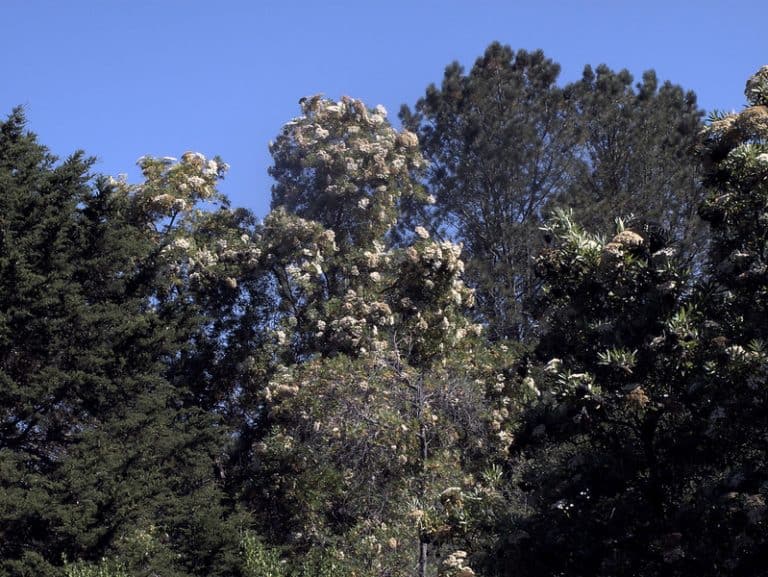 10 Native California Trees to Grow in Southern & Northern CA