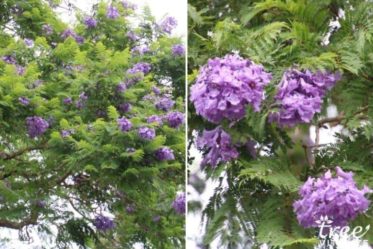 30 Best Flowering Trees in California (Purple, Pink & More)