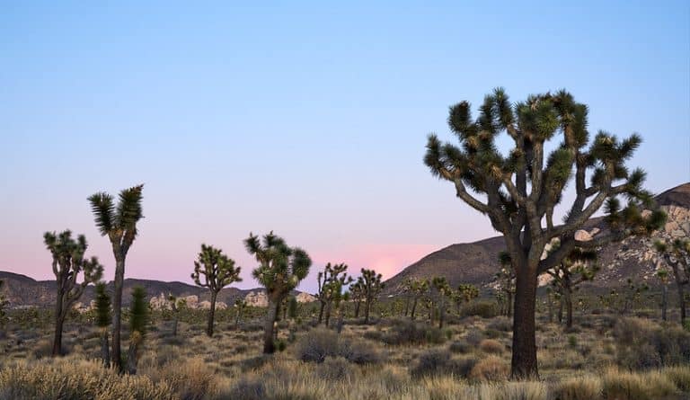 10 Native California Trees to Grow in Southern & Northern CA