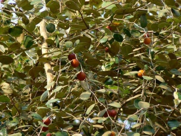 10 Fruit Trees to Grow in Arkansas (Including Native)