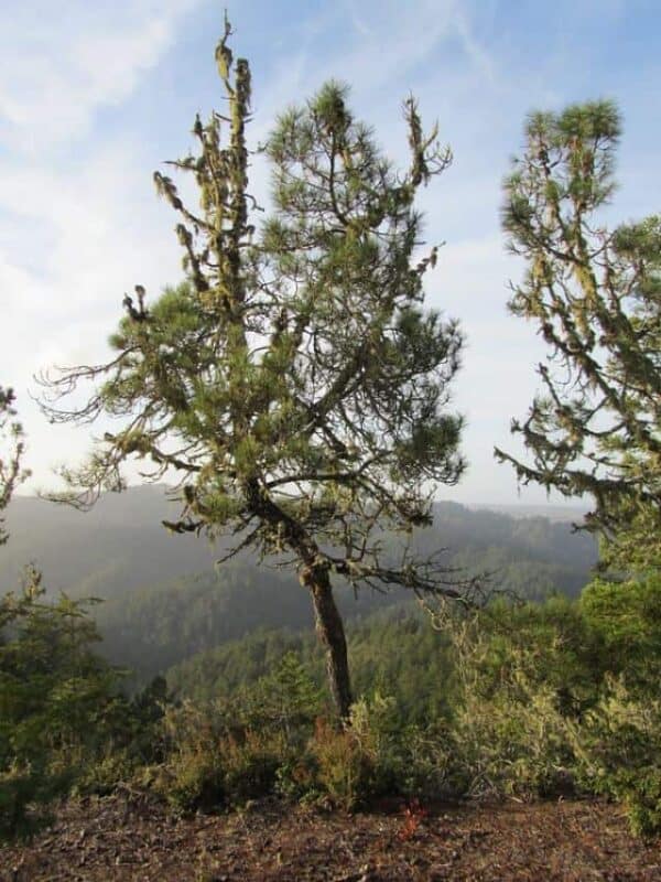 15 Types of Pine Trees in California (Southern & Northern)