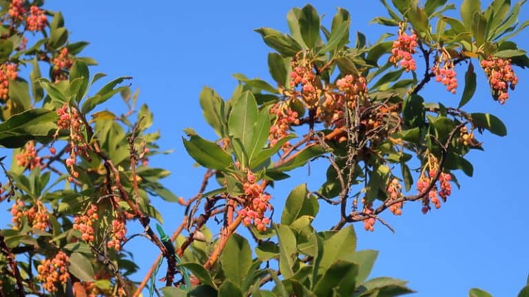 30 Best Flowering Trees in California (Purple, Pink & More)