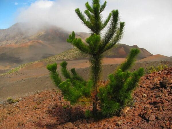 15 Types of Pine Trees in California (Southern & Northern)