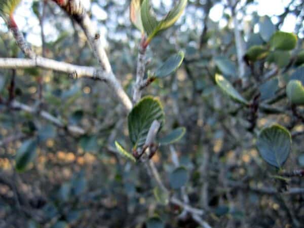 10 Native California Trees to Grow in Southern & Northern CA