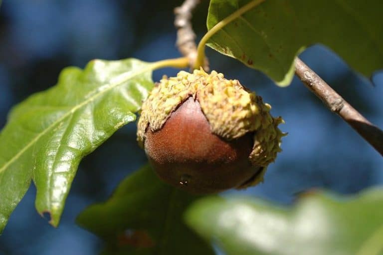 8 Top Trees Native to Arkansas to Consider Planting Today