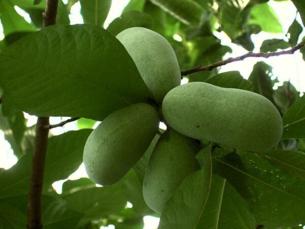 10 Fruit Trees to Grow in Arkansas (Including Native)