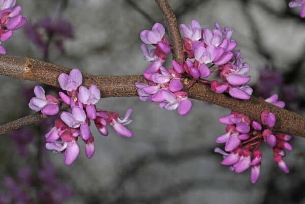 20 Flowering Trees to Grow in Indiana (Incl. Purple Blooms)