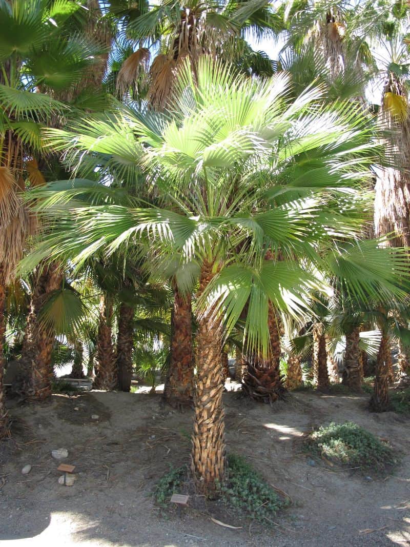9 Types of Palm Trees in California (Including Native Palm)