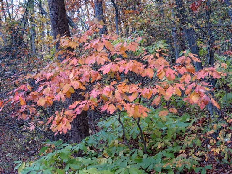 27 Best Trees to Plant in Indiana - Common & Native Varieties