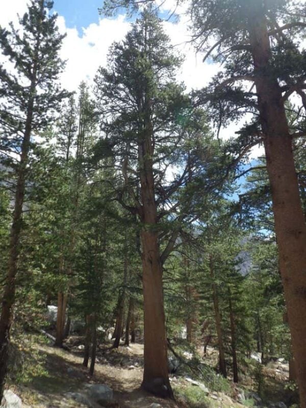 15 Types of Pine Trees in California (Southern & Northern)