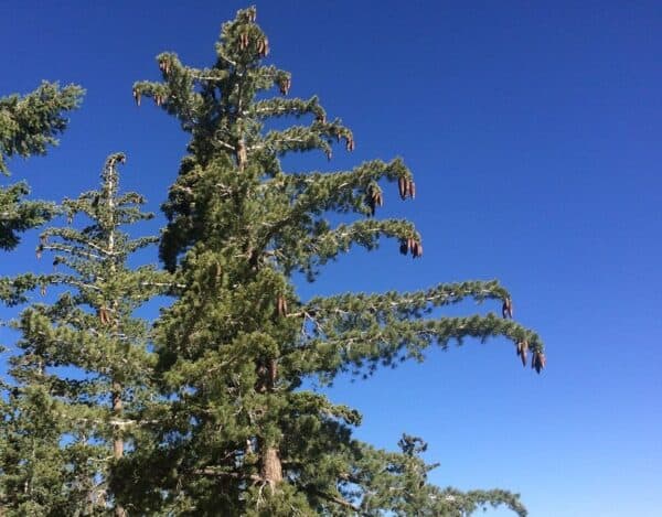 15 Types of Pine Trees in California (Southern & Northern)