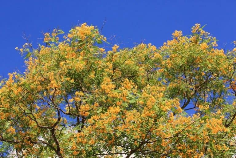 30 Best Flowering Trees in California (Purple, Pink & More)