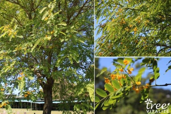 20 Best Flowering Trees to Grow in Arizona