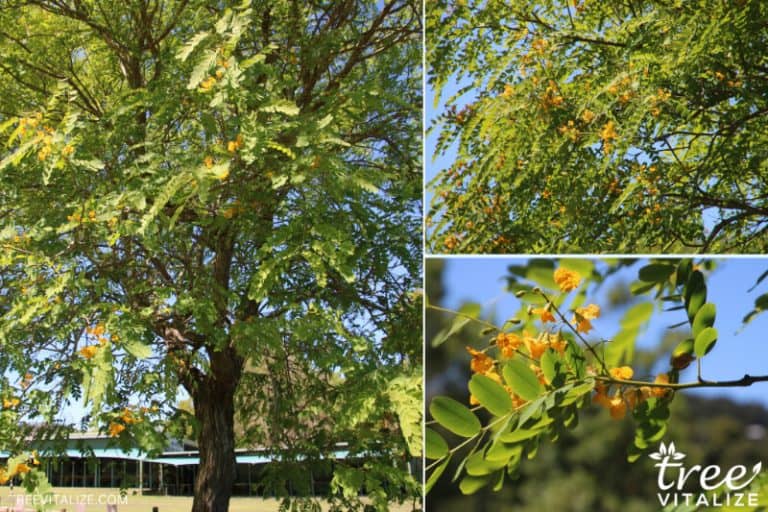 14 Best Shade Trees for Arizona (Some Non Shedding)