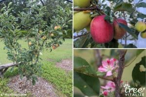 10 Best Dwarf Fruit Trees to Grow in California