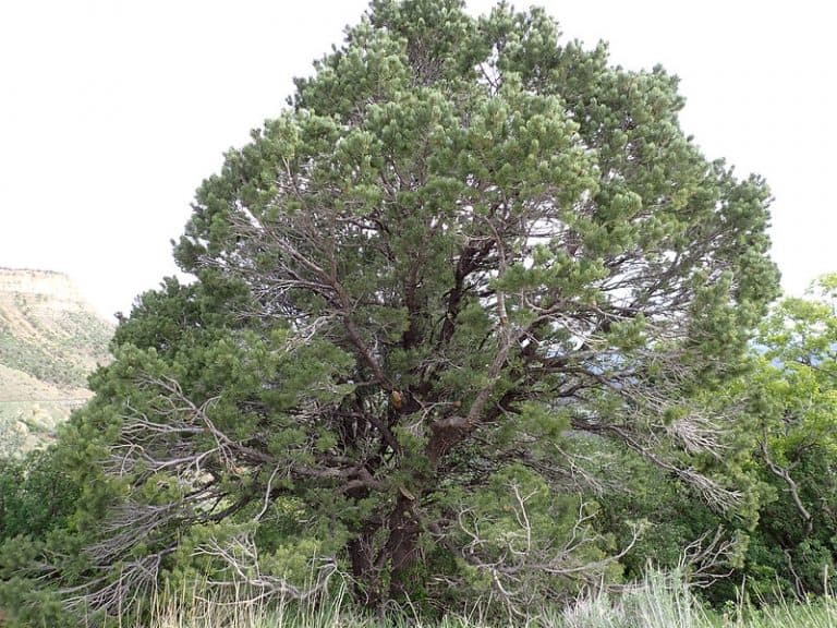15 Types of Pine Trees in California (Southern & Northern)