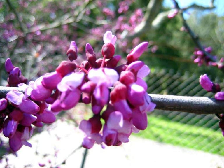 30 Best Flowering Trees in California (Purple, Pink & More)
