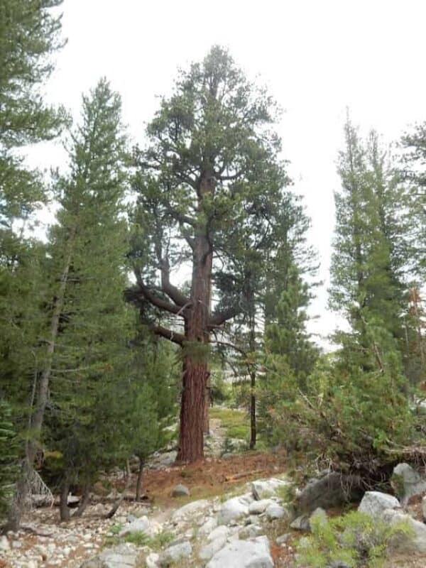 15 Types of Pine Trees in California (Southern & Northern)