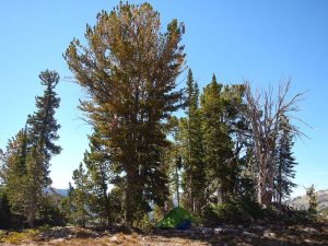 15 Types of Pine Trees in California (Southern & Northern)