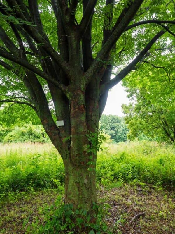 20 Most Popular Flowering Trees in Arkansas (Stunning)