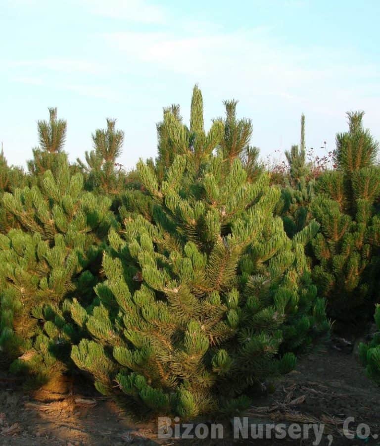 5 Best Types of Pine Trees in Wisconsin (To Grow or Admire)