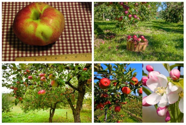 Comprehensive Granny Smith Apple Tree Care Guide & Bonus Tip