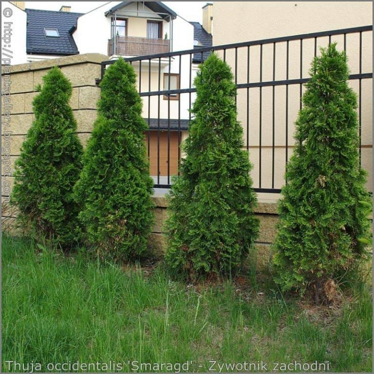 9 Privacy Trees for Colorado (Tall, Narrow & Hedging Trees)