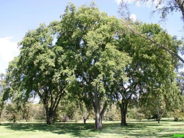 8 Native Trees of Wyoming to Plant or View in the Wild Today