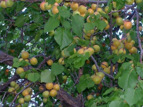 10 Best Fruit Trees to Grow in Wyoming (That Really Thrive)