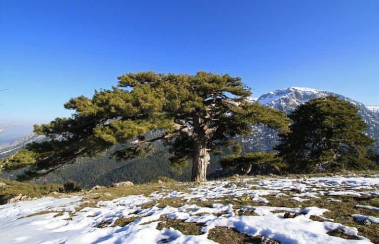 15 Evergreen Trees in Colorado (Tall, Small & Narrow Types)