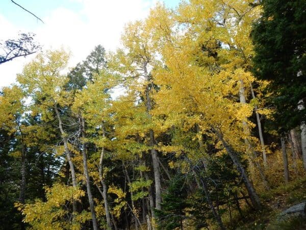 21 Native Colorado Trees to Plant or Admire in the Wild