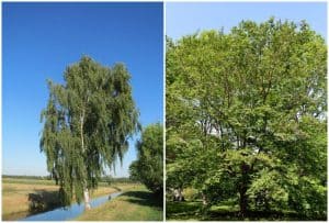 9 Deciduous Trees to Grow in Your Colorado Yard or Garden