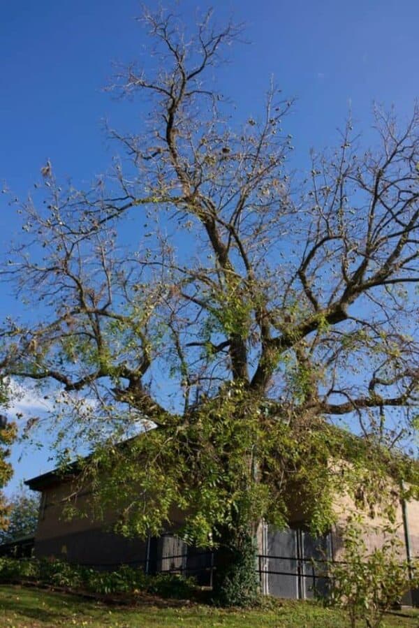 9 Deciduous Trees to Grow in Your Colorado Yard or Garden