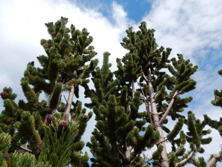 15 Evergreen Trees in Colorado (Tall, Small & Narrow Types)